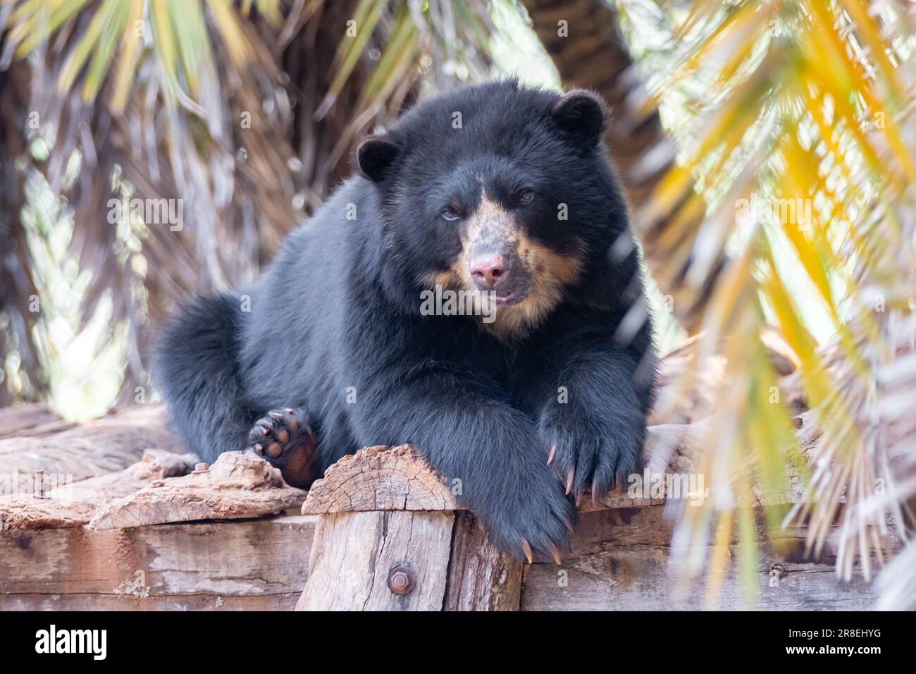 Spectacled bear or Andean bears are a subspecies that lives in South ...