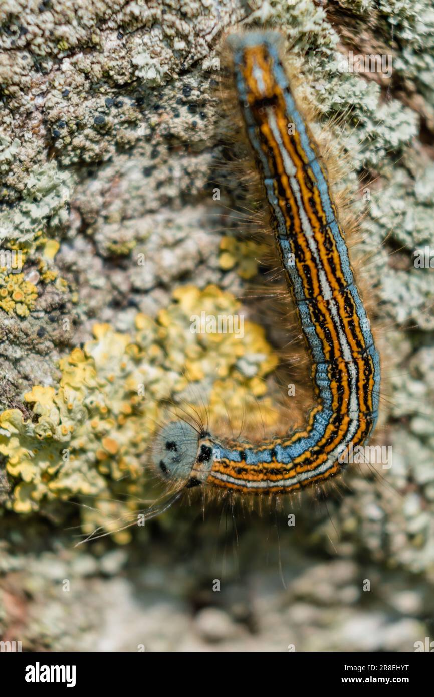Caterpillar seen in a fruit tree, possibly the lackey moth, malacosoma ...