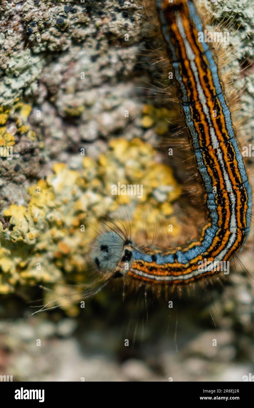 Caterpillar seen in a fruit tree, possibly the lackey moth, malacosoma ...