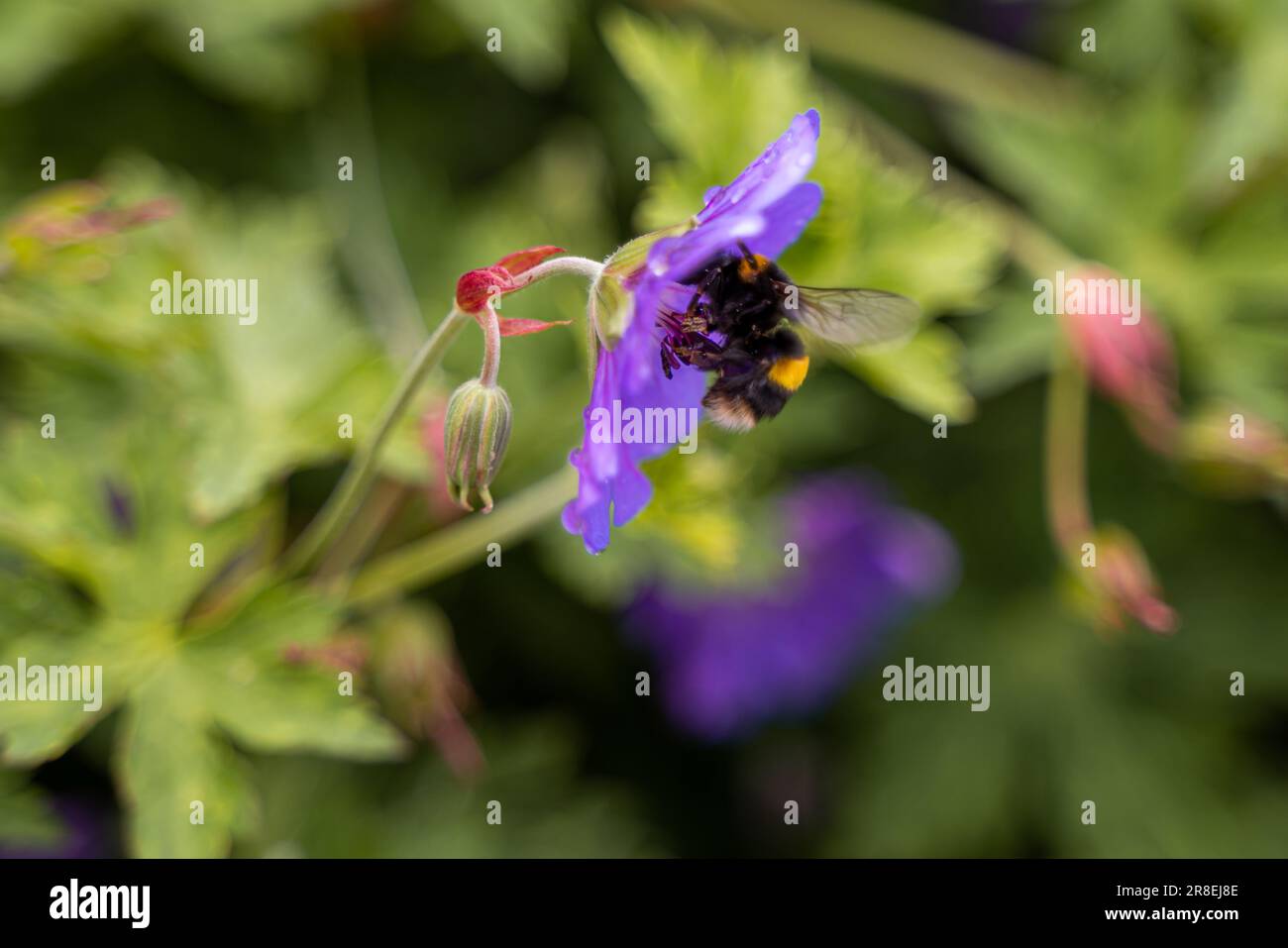 Bumble bee wings hi-res stock photography and images - Alamy