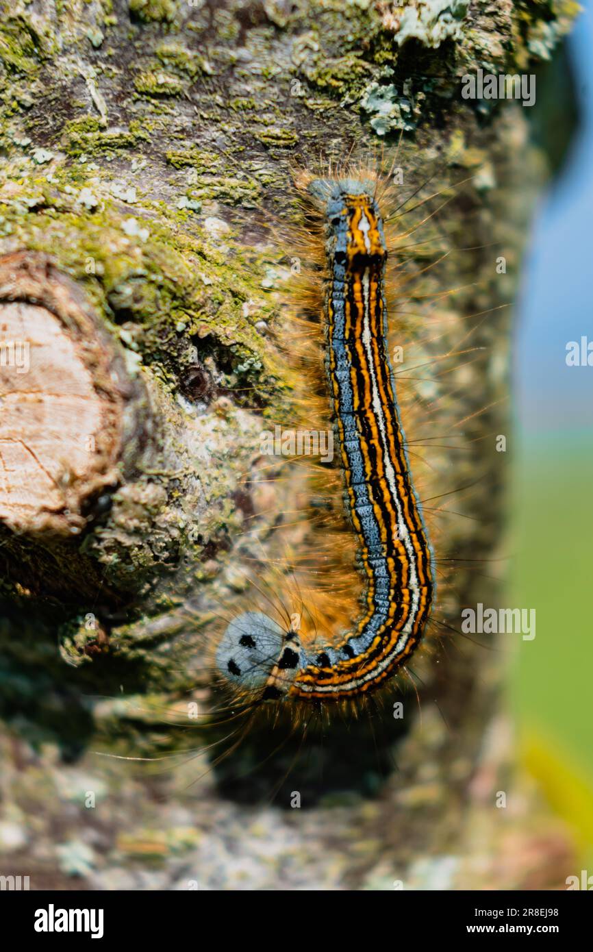 Caterpillar seen in a fruit tree, possibly the lackey moth, malacosoma ...