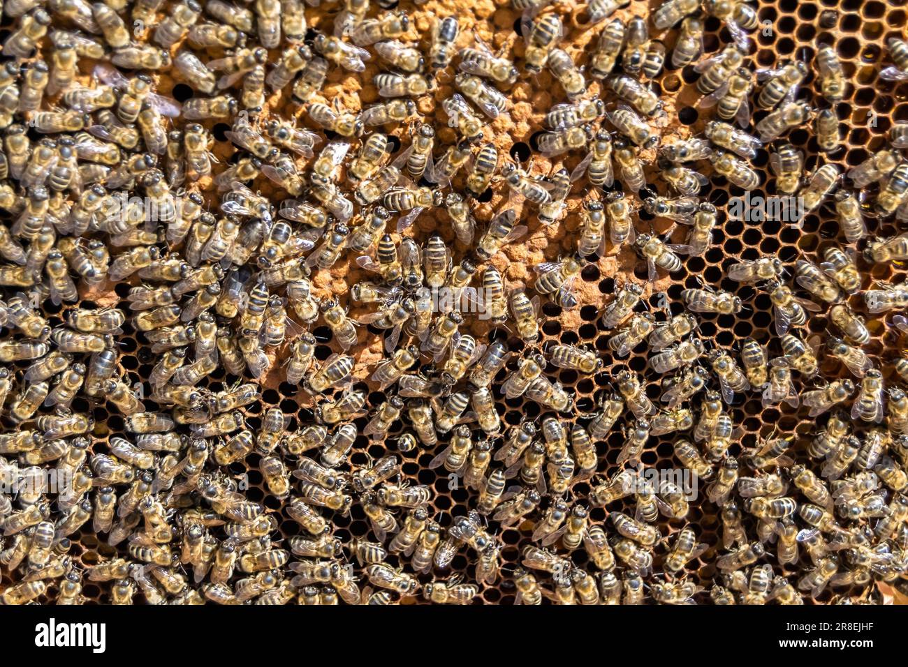 Abstract hexagon structure is honeycomb from bee hive filled with ...