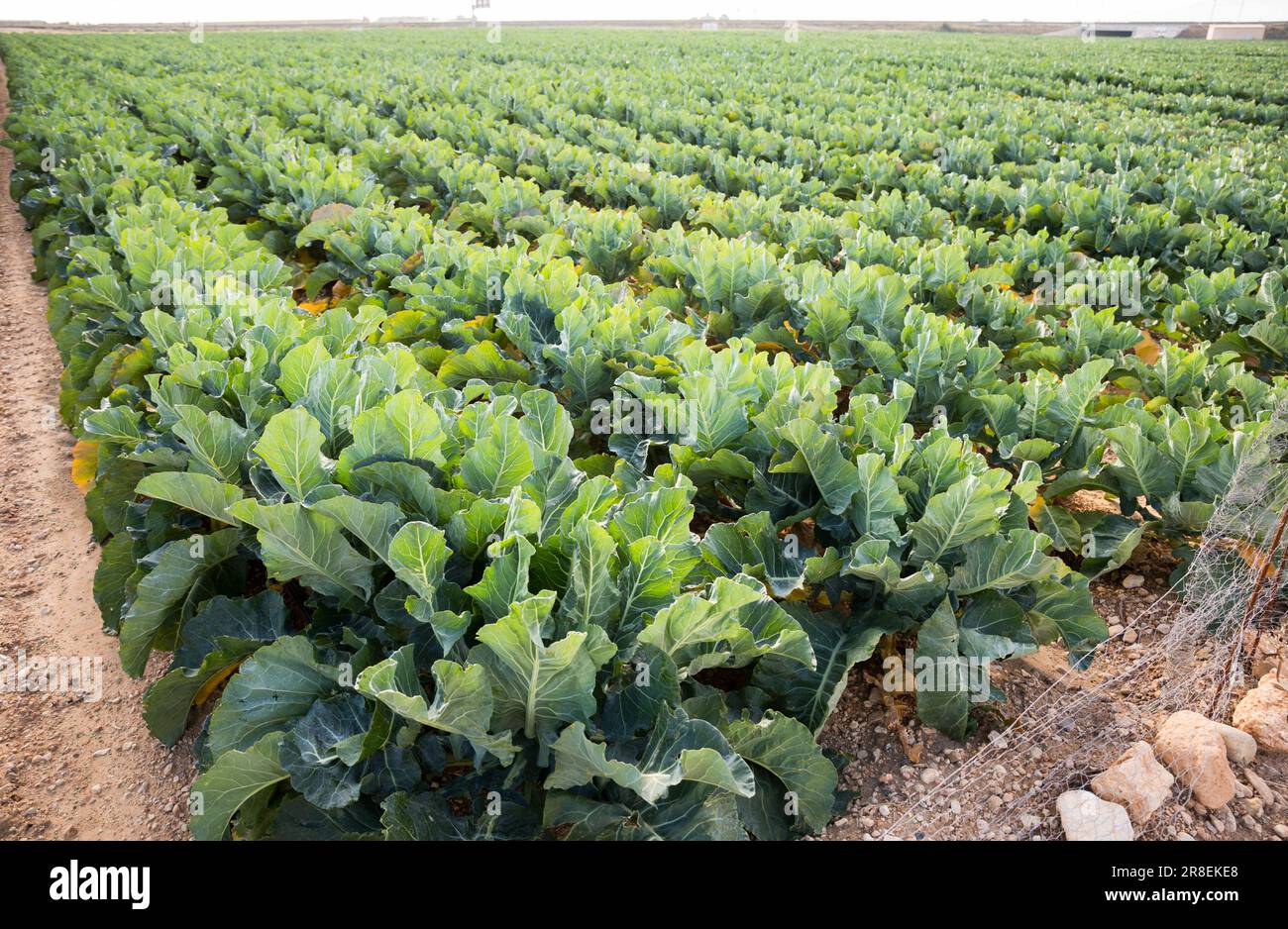 Young cabbages growing on plantation Stock Photo - Alamy