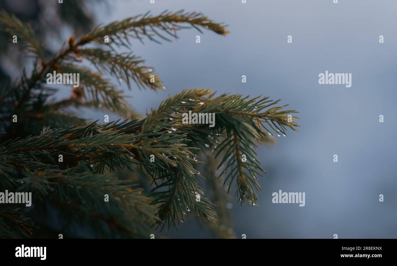 Rainy weather and water drops on a tree Stock Photo - Alamy