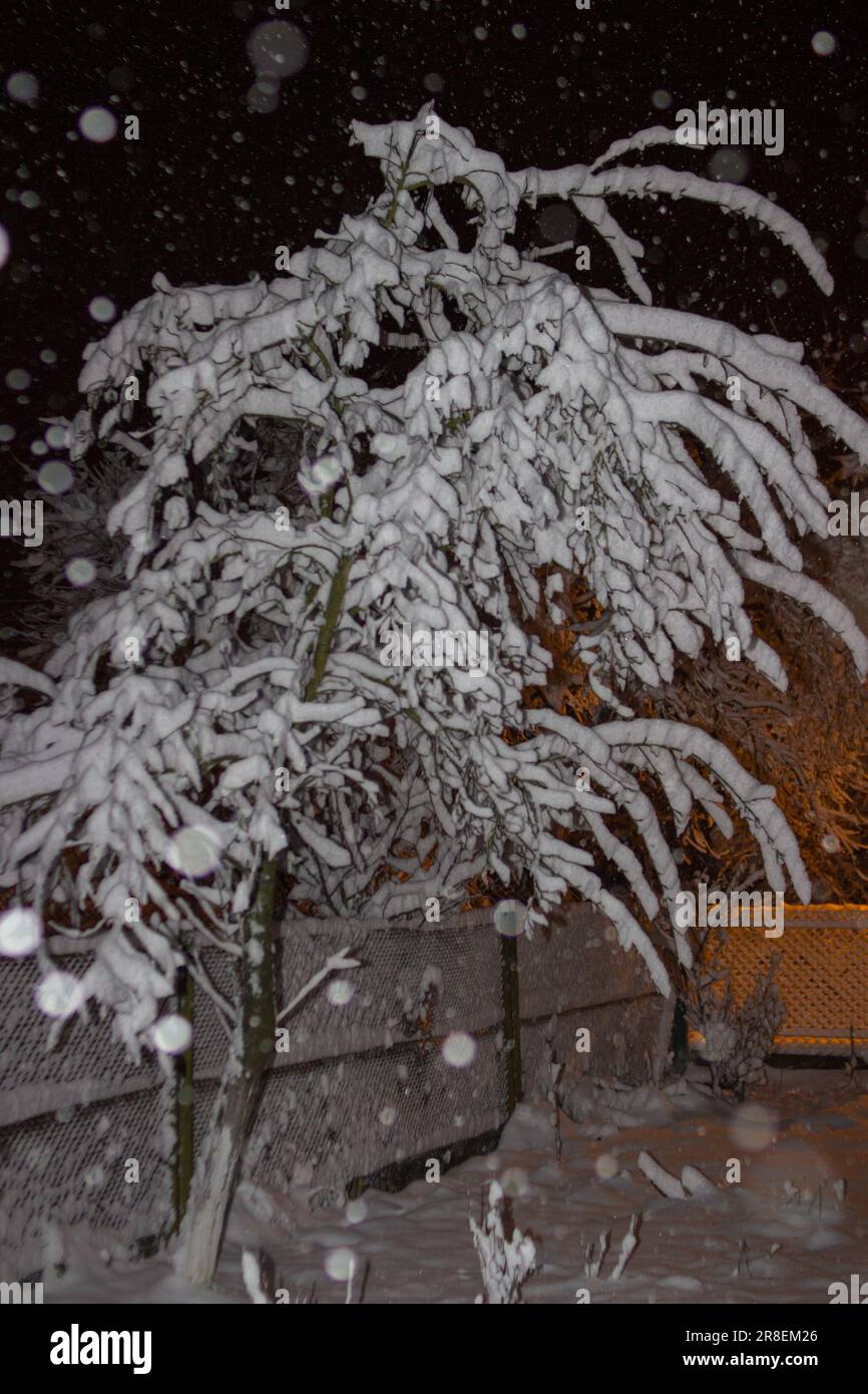fruit tree covered with snow in the night Stock Photo - Alamy