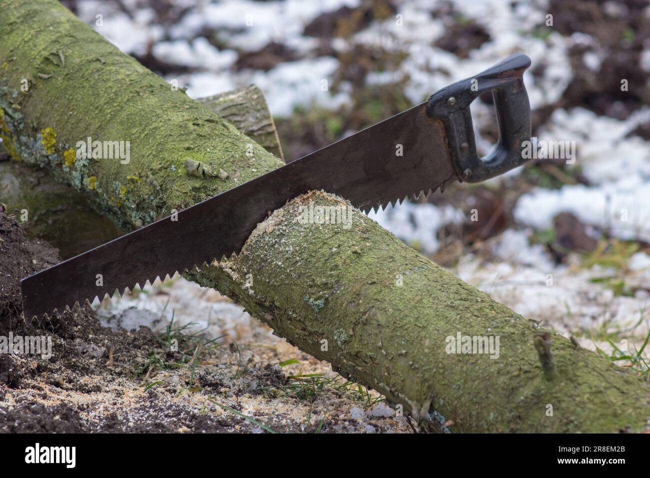 saw was left in the tree while cutting firewood Stock Photo - Alamy