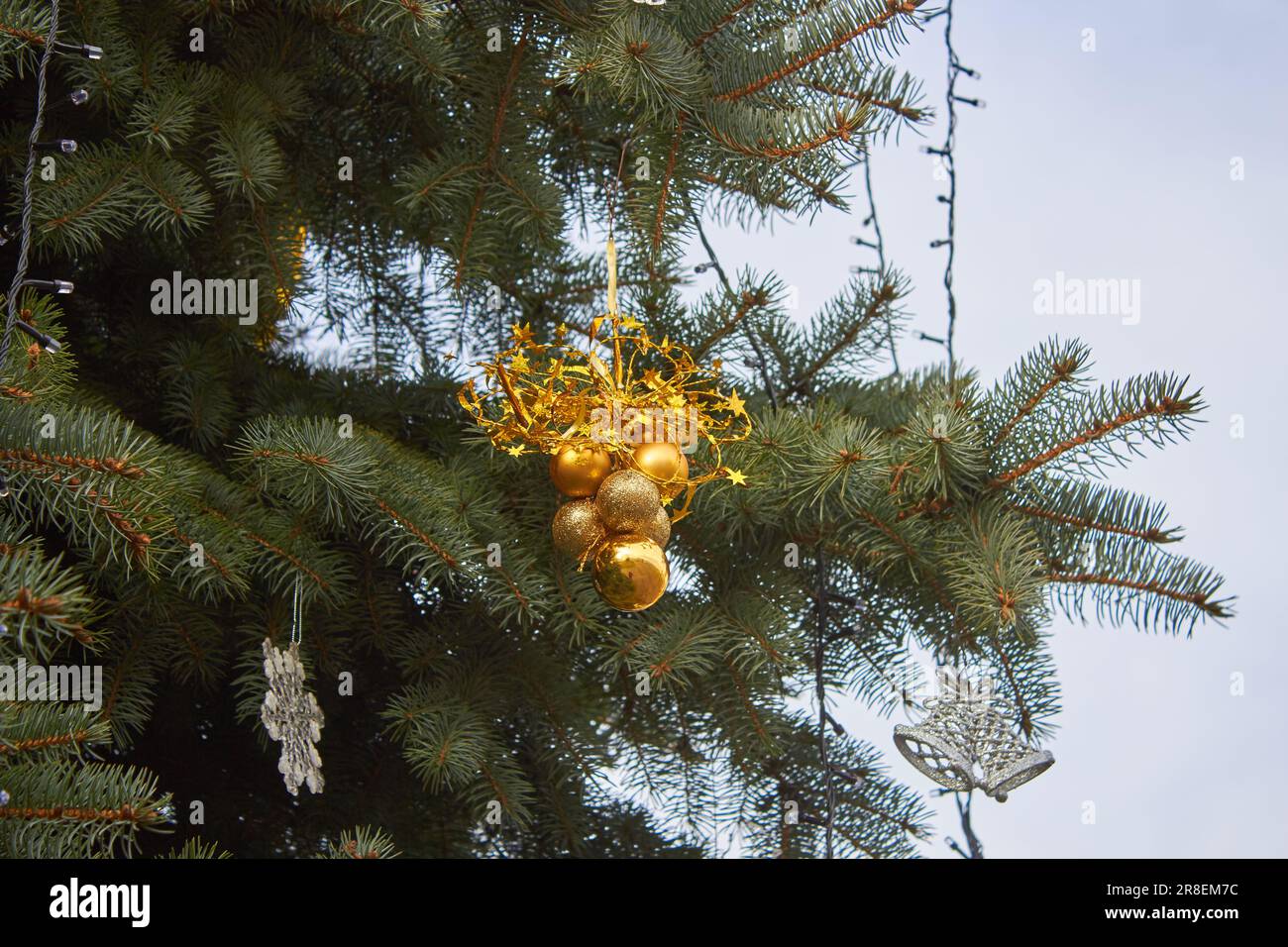 Modest tree hi-res stock photography and images - Alamy