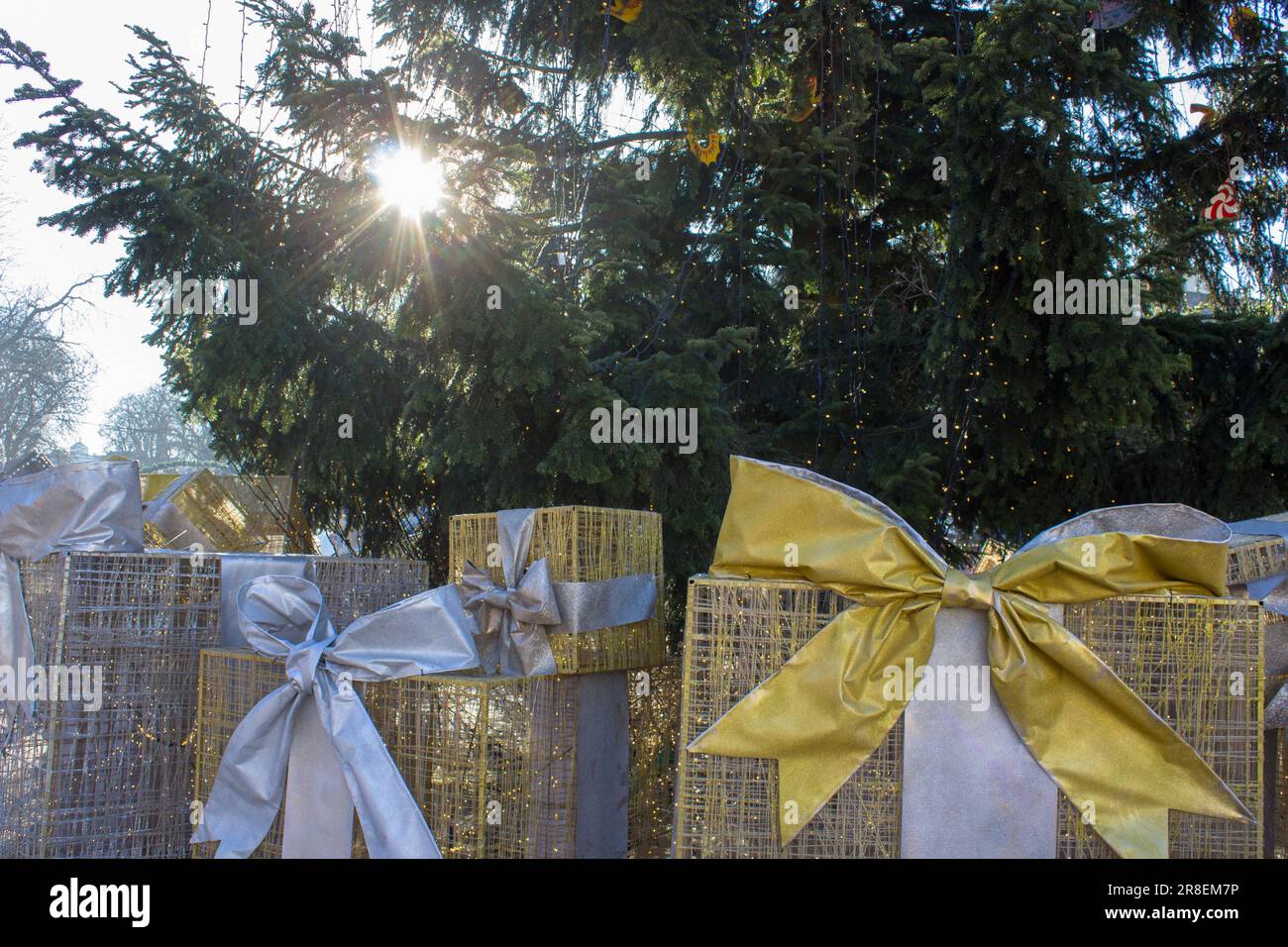 Green square pine tree hi-res stock photography and images - Alamy