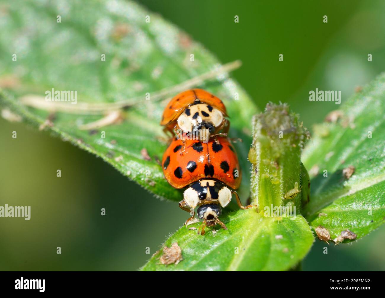 Ladybird on lavender hi-res stock photography and images - Alamy