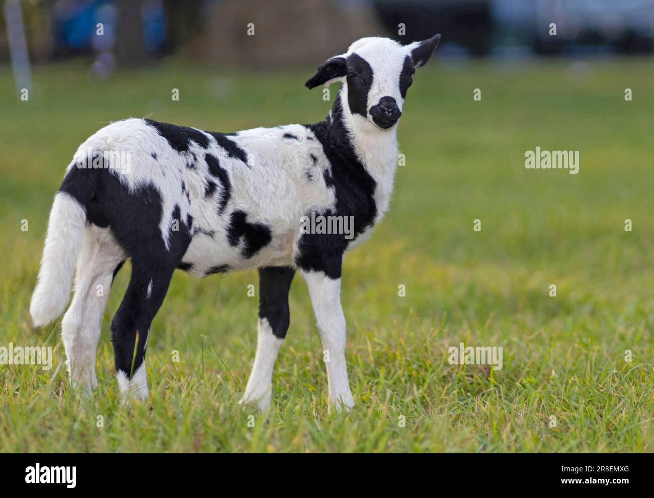 Sheep lamb with black and white spots on a grassy field Stock Photo - Alamy