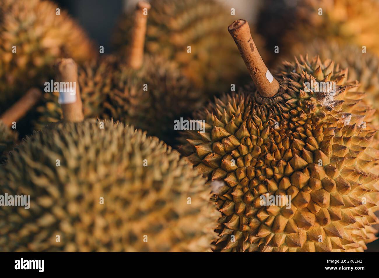 Close up photo of durian fruit at the market. Exotic fresh natural ...