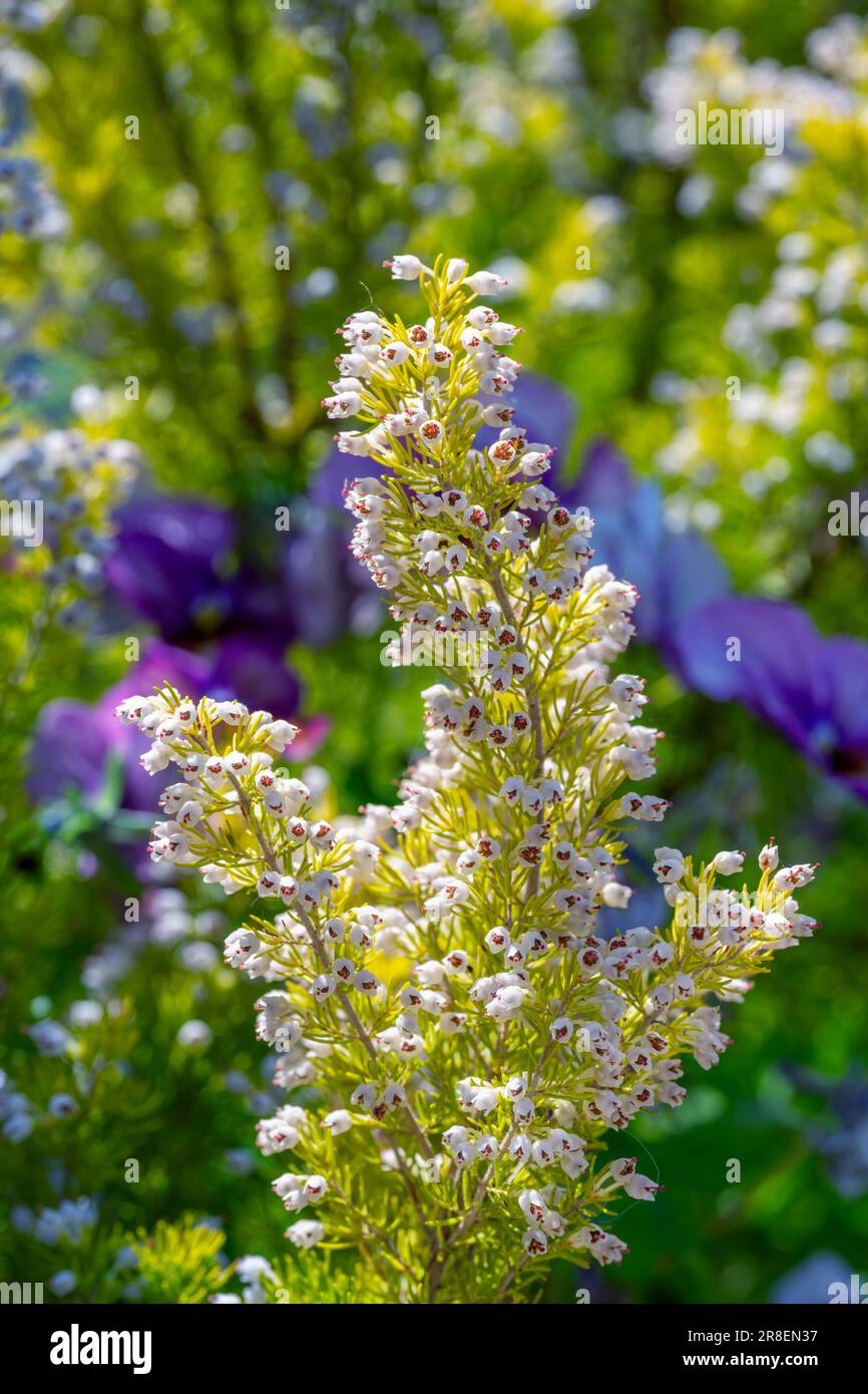 Macro of a White flowering tree heather Stock Photo - Alamy