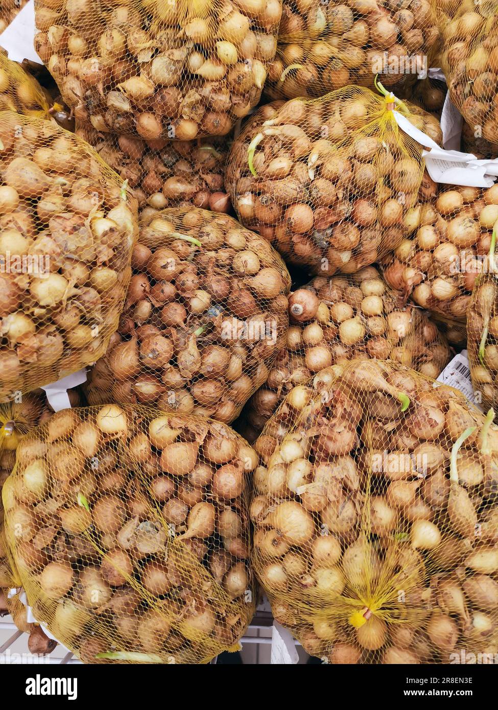 onion sets in nets texture background full frame. bulb onions prepared ...