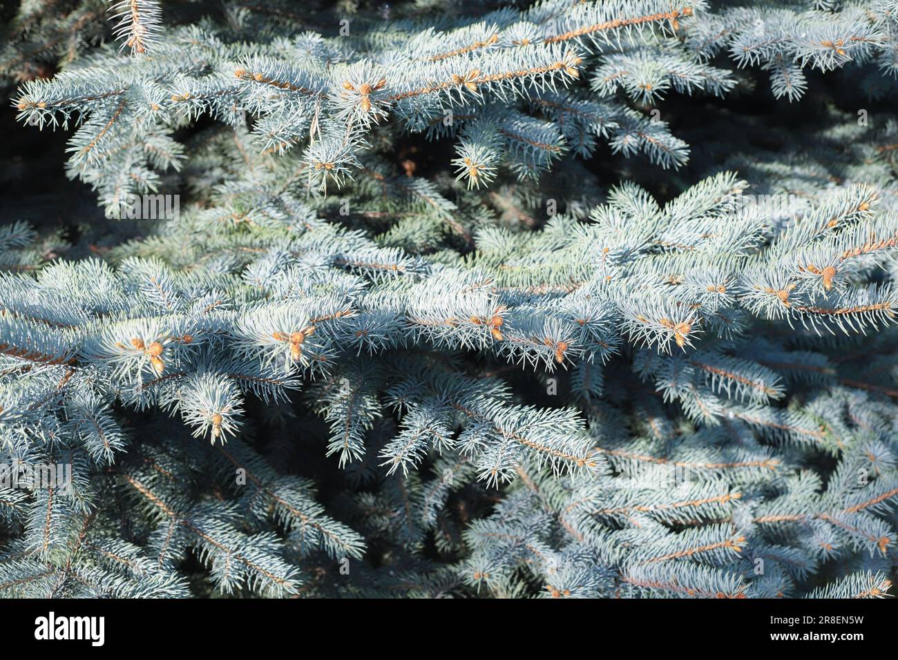 blue fir tree full frame texture background Stock Photo - Alamy