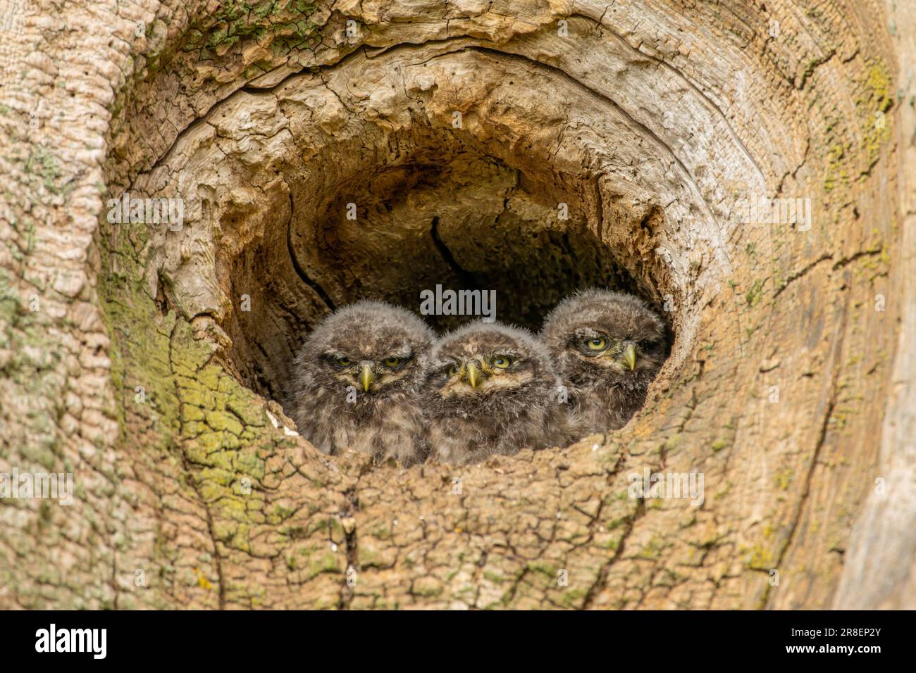 The little owlets look on. Gloucestershire , ENGLAND: ADORABLE images ...