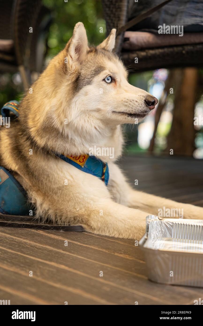 Siberian Husky portrait close up, Siberian Husky face. Husky dog muzzle ...