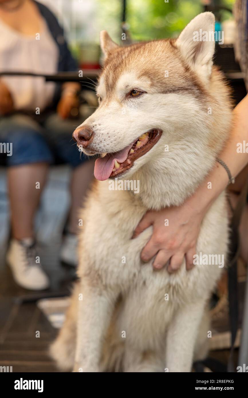 Siberian Husky portrait close up, Siberian Husky face. Husky dog muzzle ...