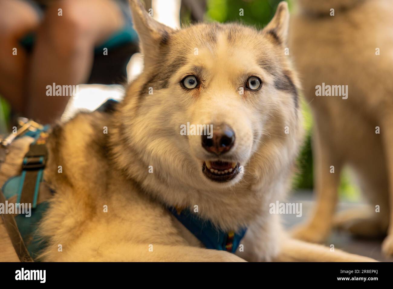 Siberian Husky portrait close up, Siberian Husky face. Husky dog muzzle ...