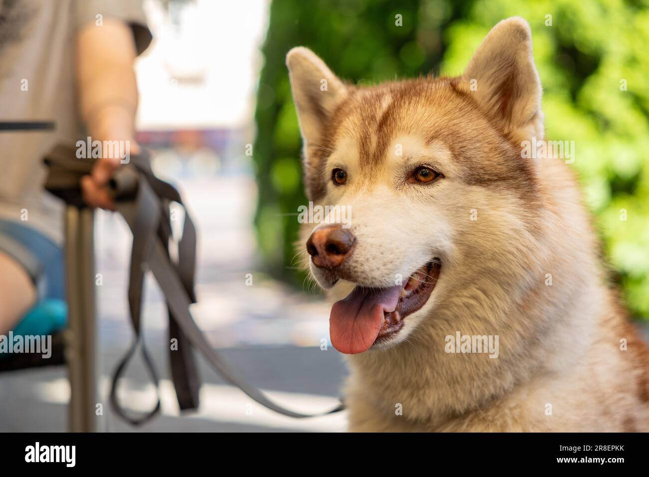 Siberian Husky portrait close up, Siberian Husky face. Husky dog muzzle ...