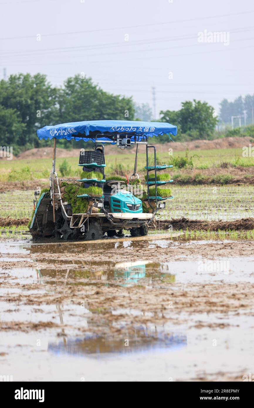 NANJING, CHINA - JUNE 21, 2023 - A farmer uses an unmanned intelligent ...