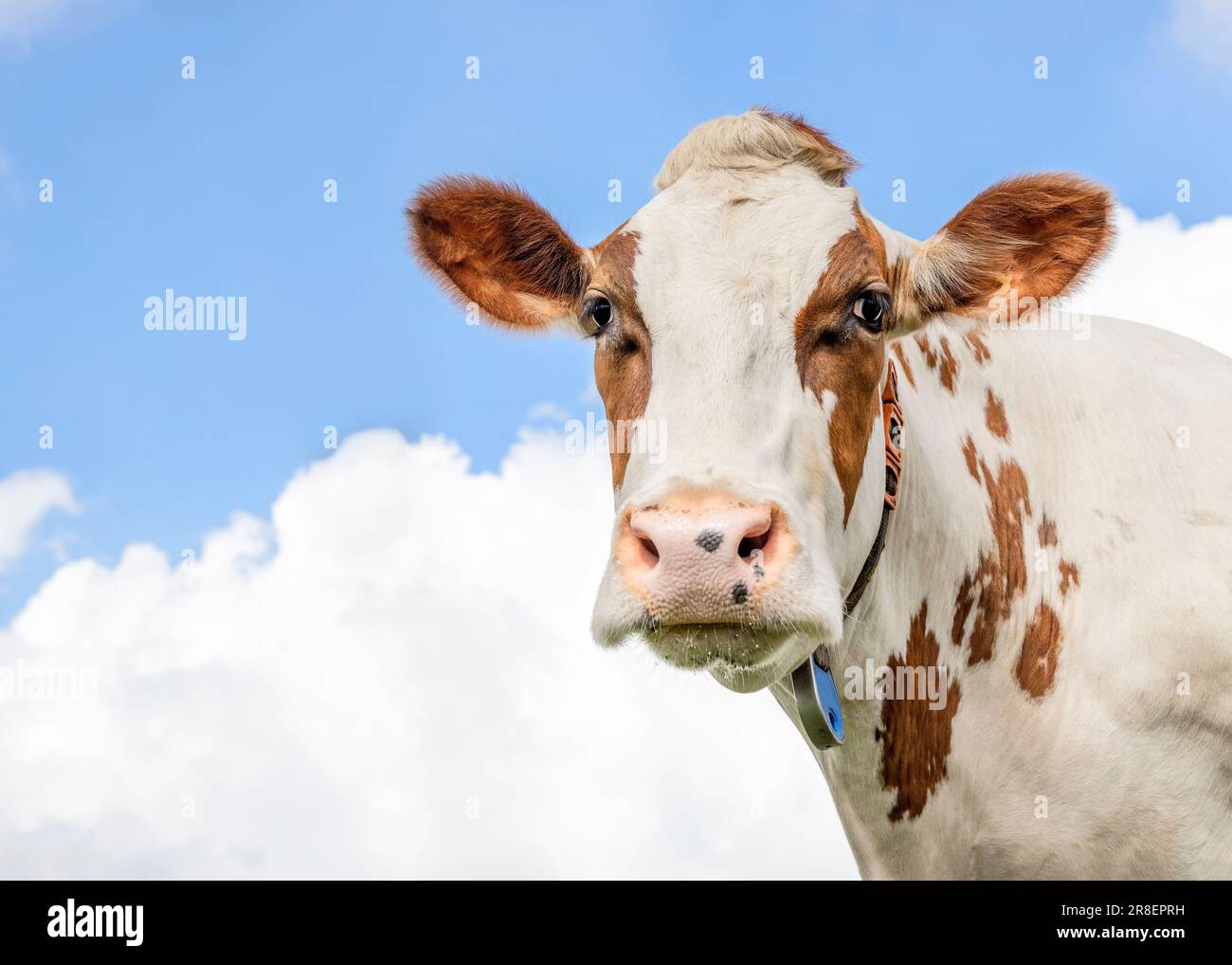 Dairy cow portrait, a cute and calm red one, white blaze and pink nose ...