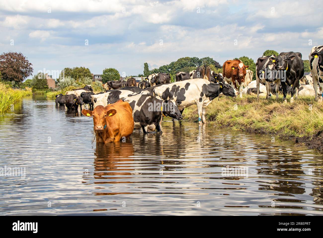 Milk cows going to swim, taking a bath in a creek, reflection in the ...