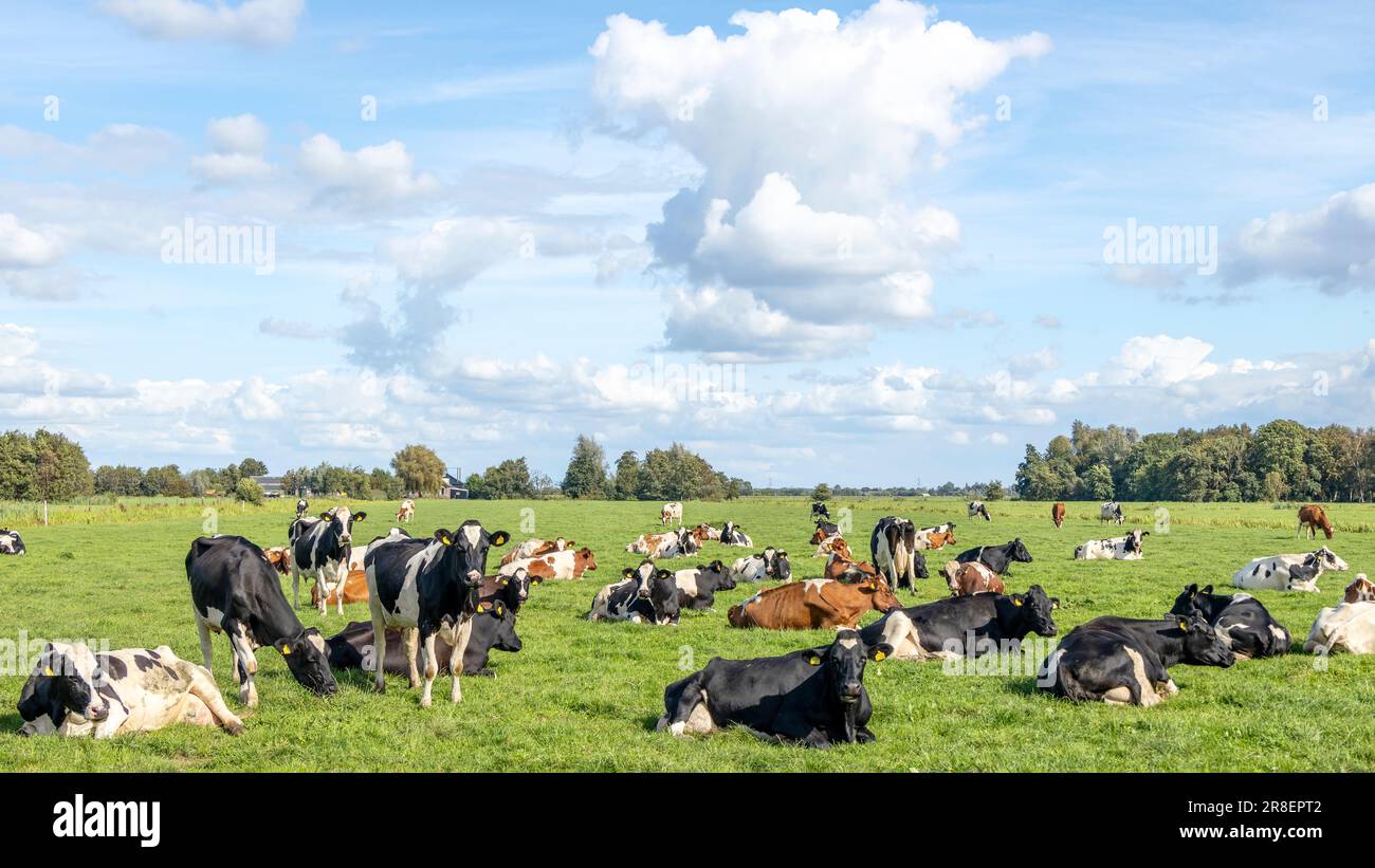 Pack cows in a field, a pack black white and red, herd lying and ...