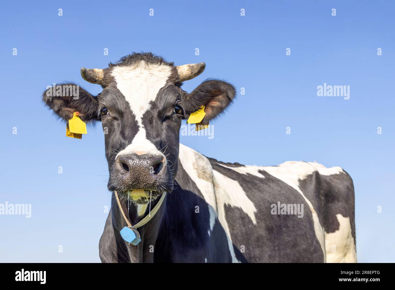 Holstein Cattle Horns