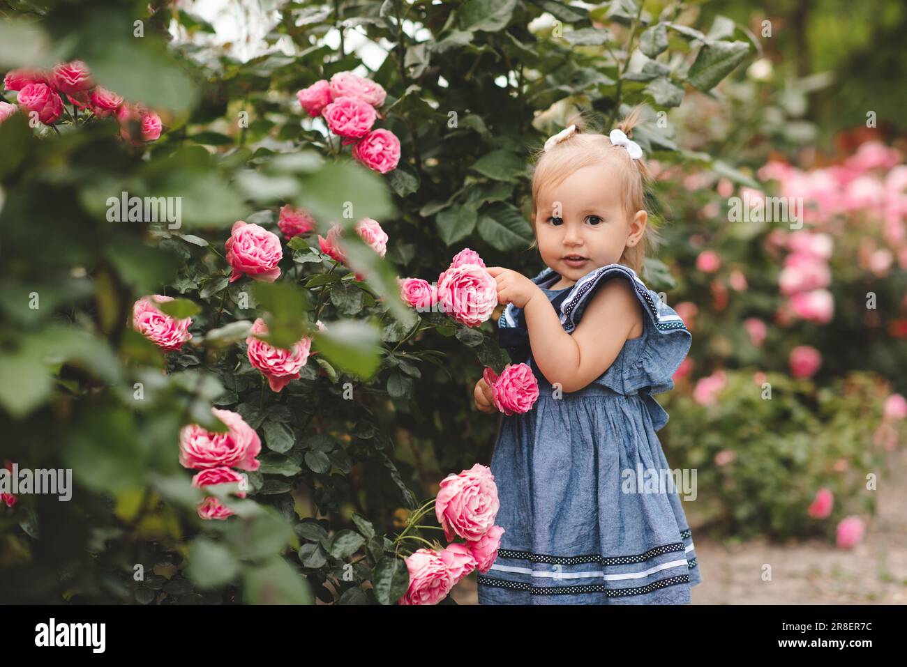 Smiling kid girl 2-3 year old holding rose flower playing in garden ...