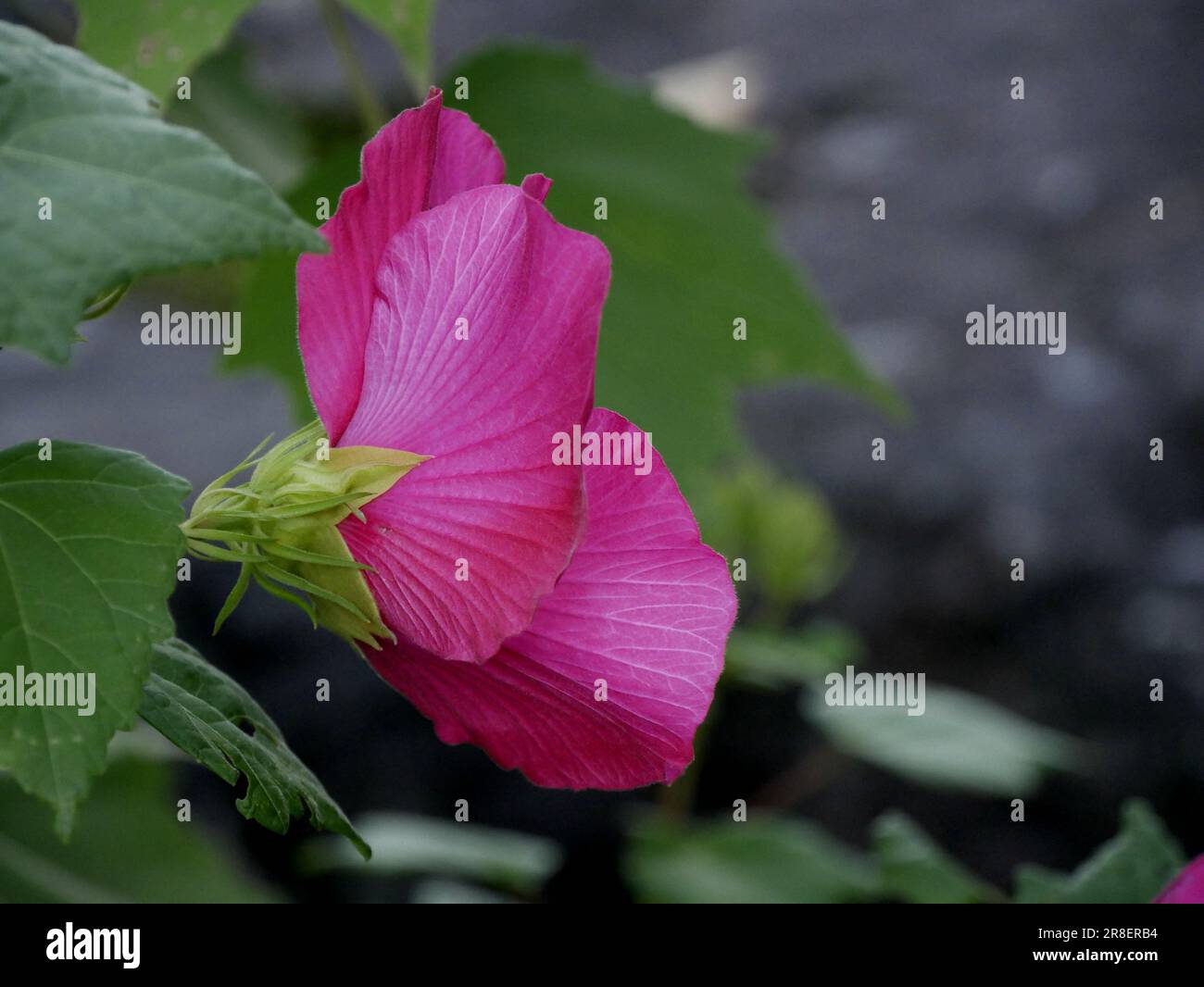 hibiscus flower pink petals in japanese garden Stock Photo - Alamy