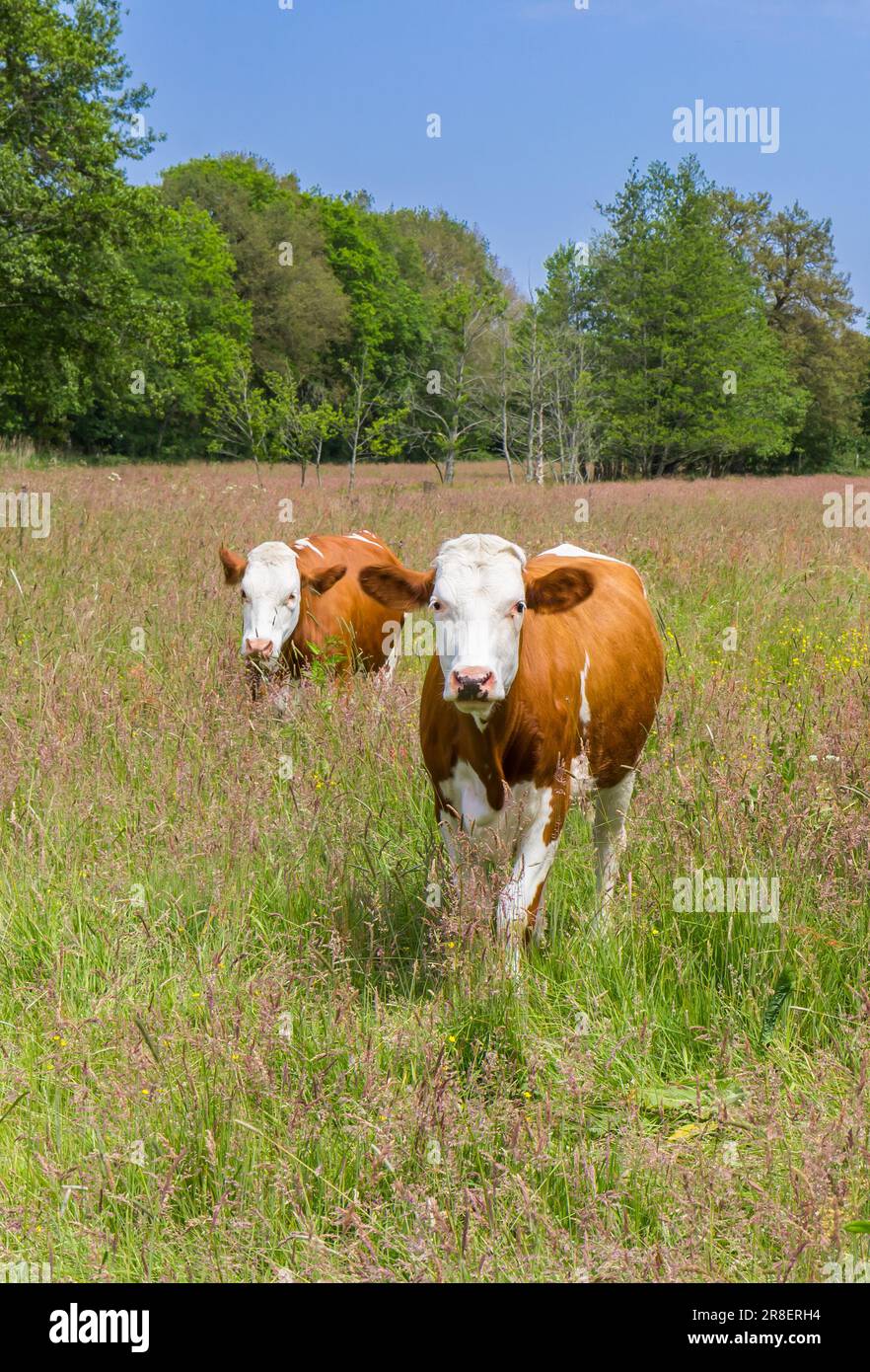 Brown holstein cows in the landscape of Drenthe, Netherlands Stock ...