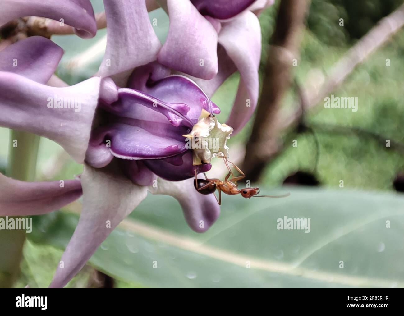 A macro photograph of a small insect perched atop a vibrant purple ...
