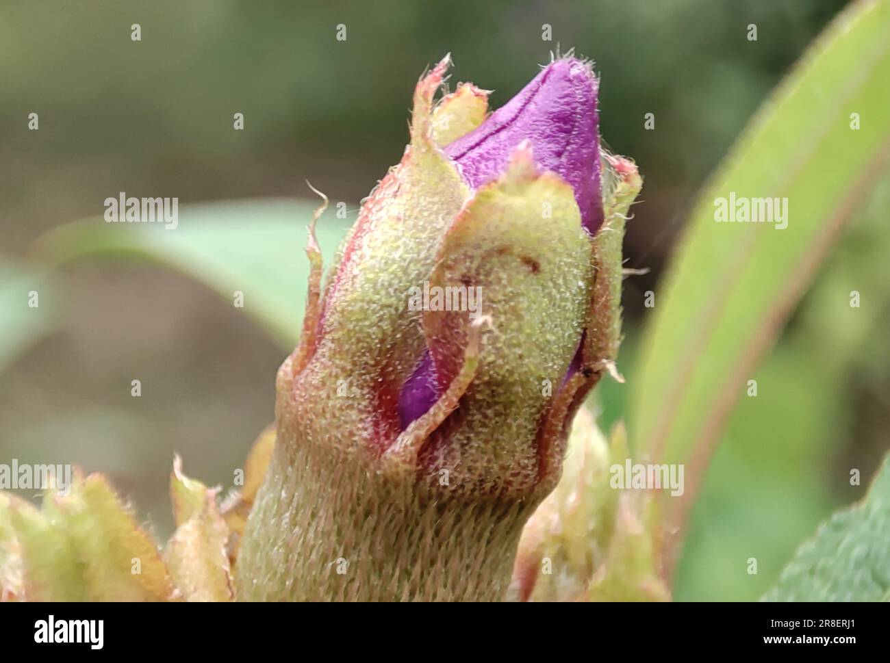A young fresh green plant is being nurtured with droplets of water ...