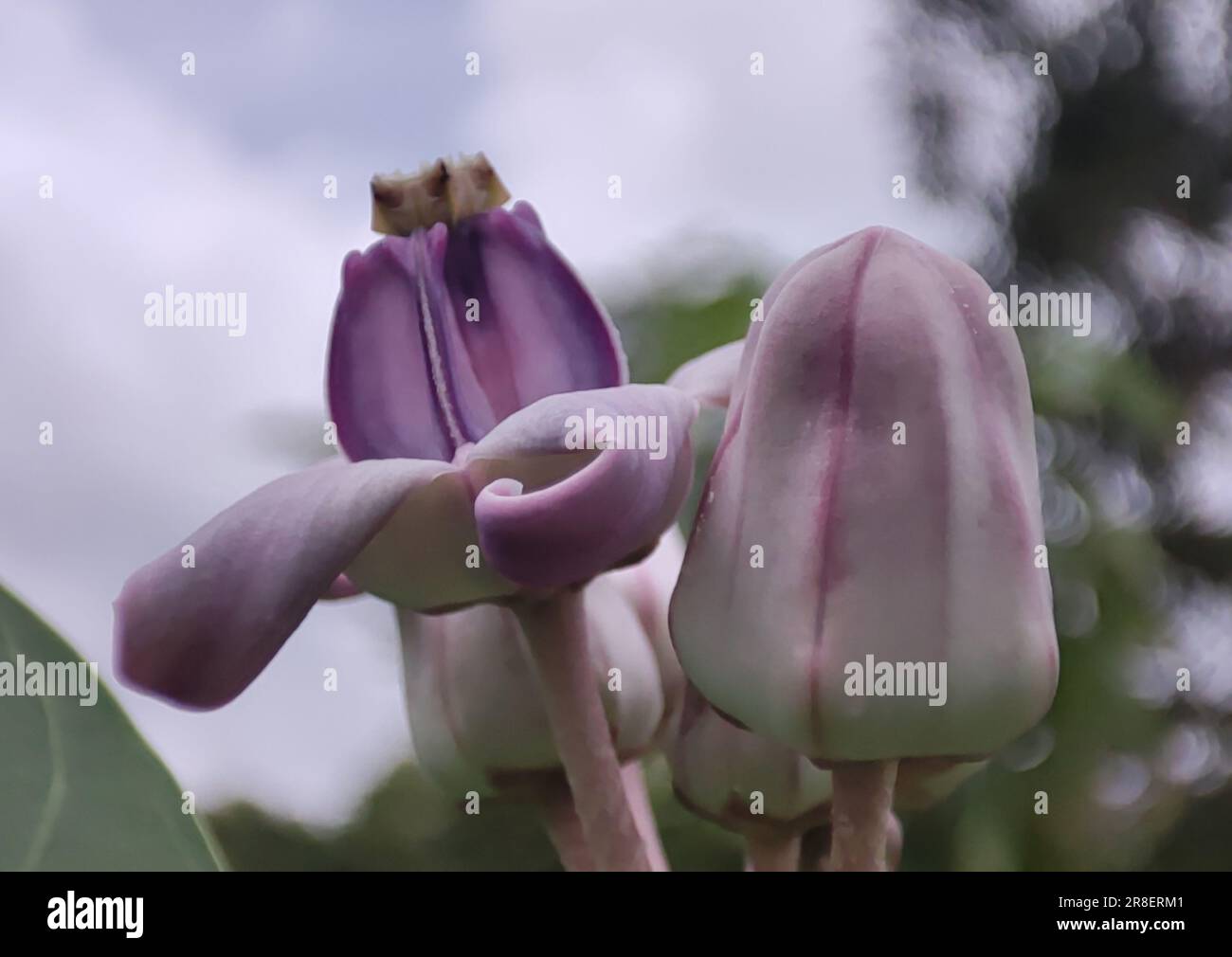 Two vibrant purple flowers with pointed petals protruding outwards ...