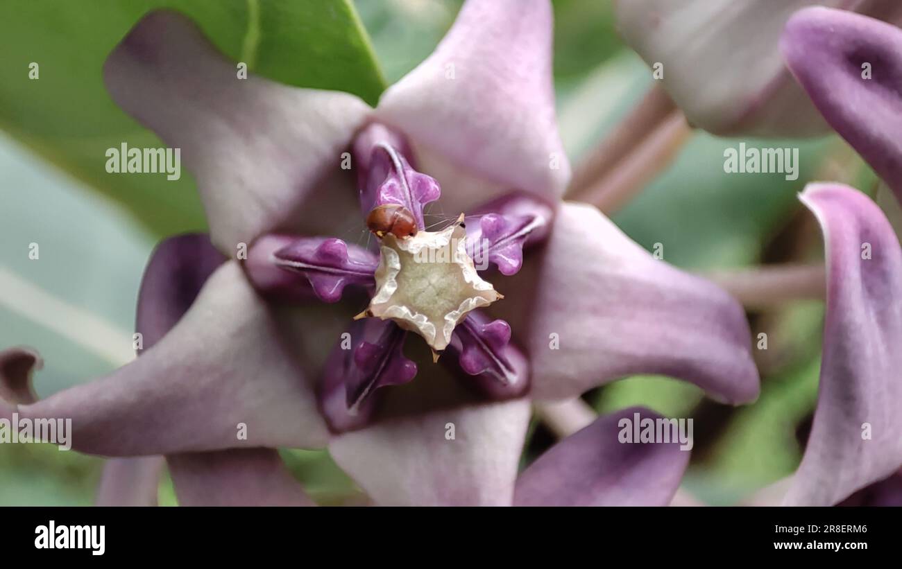 Featuring multiple blooms hi-res stock photography and images - Alamy