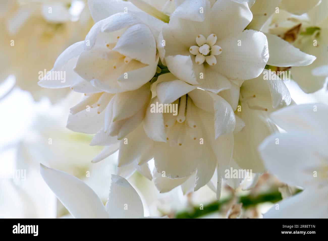 Yucca rostrata hi-res stock photography and images - Alamy