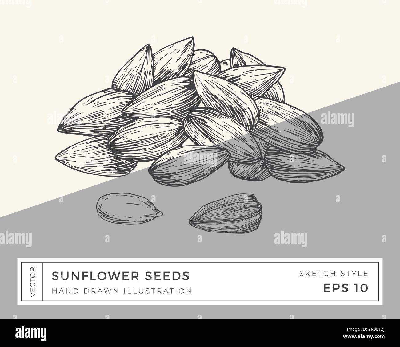 Hand Drawn Vector Sunflower Seeds Illustration. Vegan Based Food ...