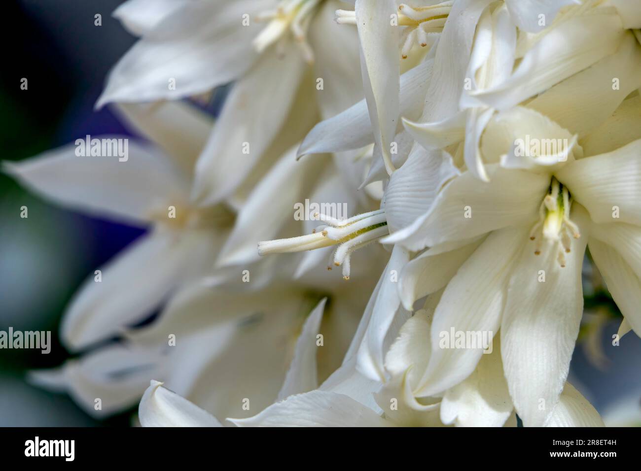 Delicate white flowers of Yucca Rostrata or Beaked Yucca plant close up ...