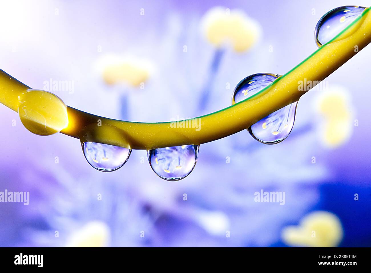 A lush green plant with water droplets dripping from its leaves ...