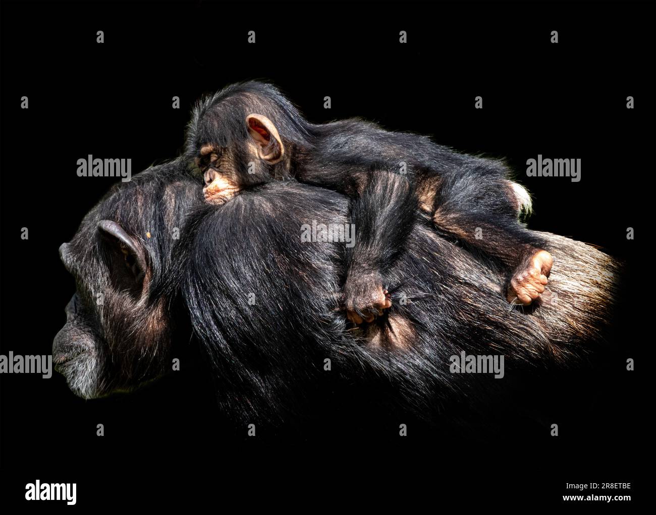 Zoo chester chimp hi-res stock photography and images - Alamy