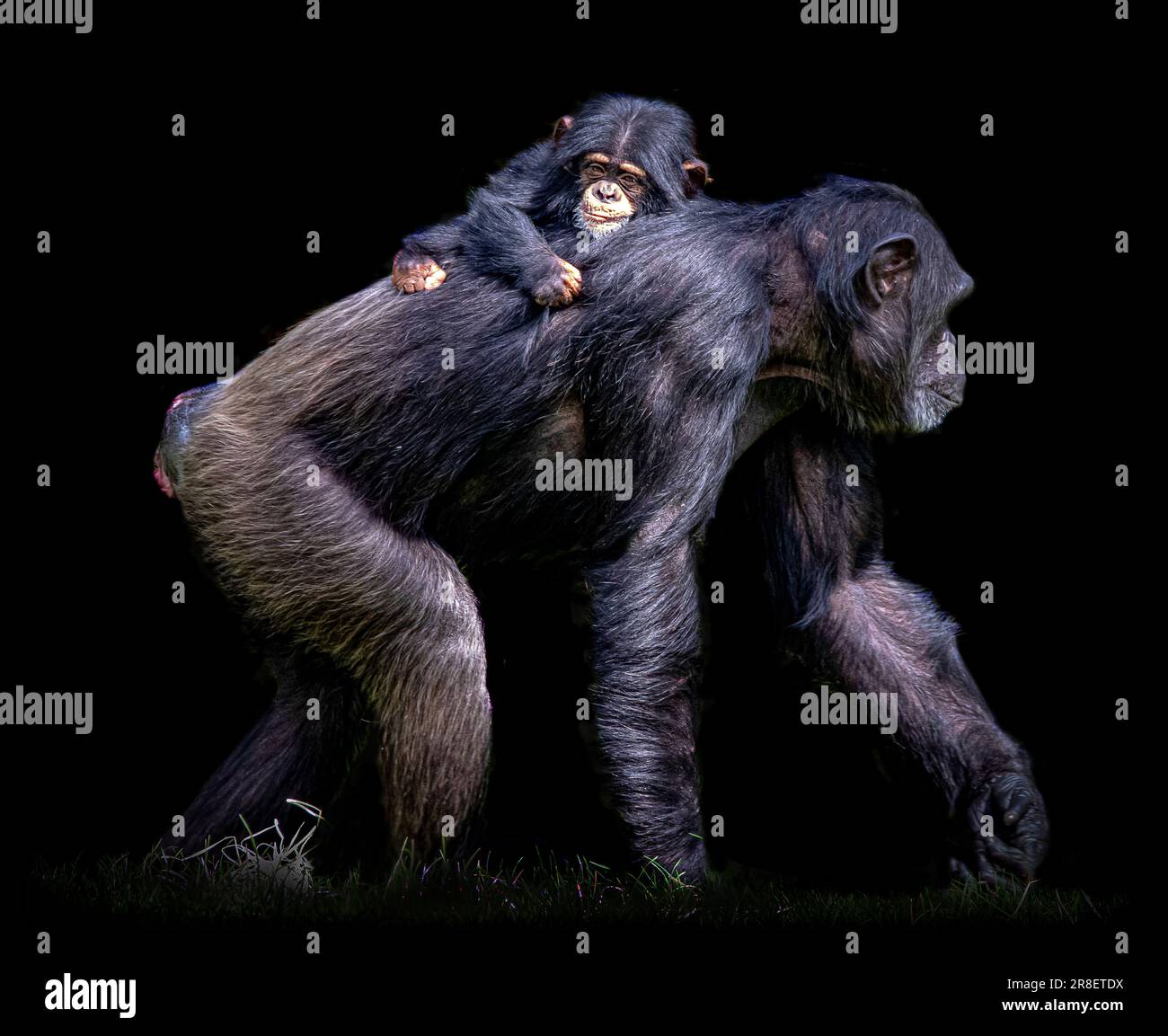 This baby chimp is not letting go of mum ZeeZee anytime soon CHESTER ...