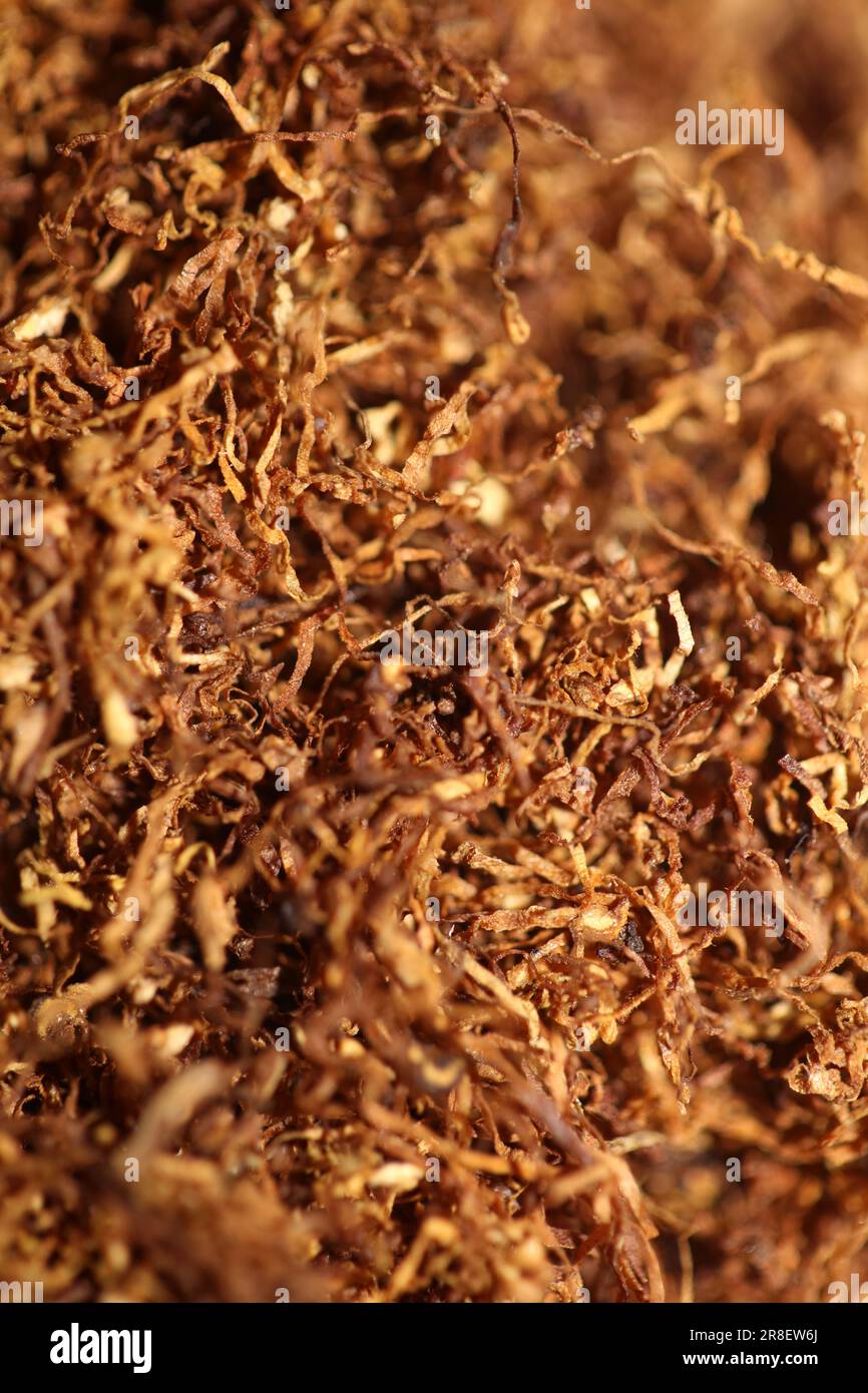 Rolling tobacco leaves lucky strike macro background stock photography high quality dried ...