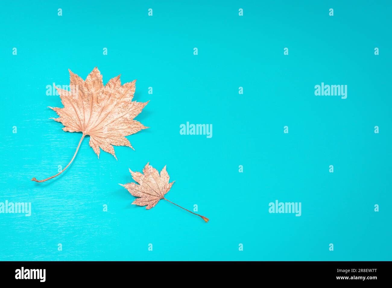 Turquoise background with two golden maple leaves Stock Photo - Alamy
