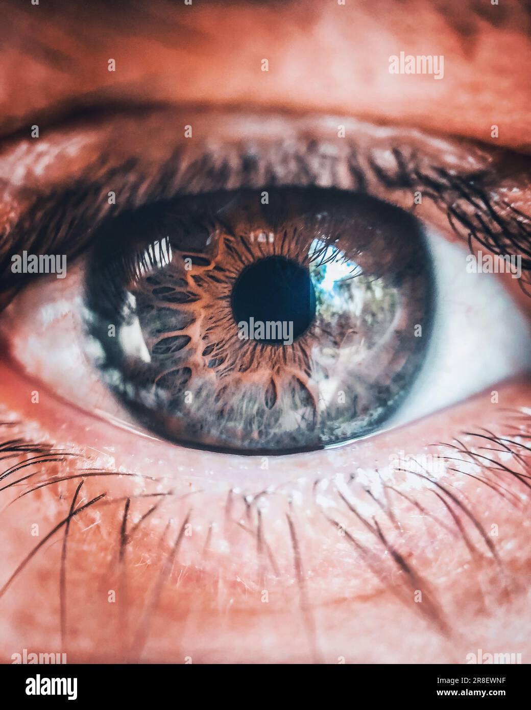 A stunning close-up of a human eye with the iris highlighted Stock ...