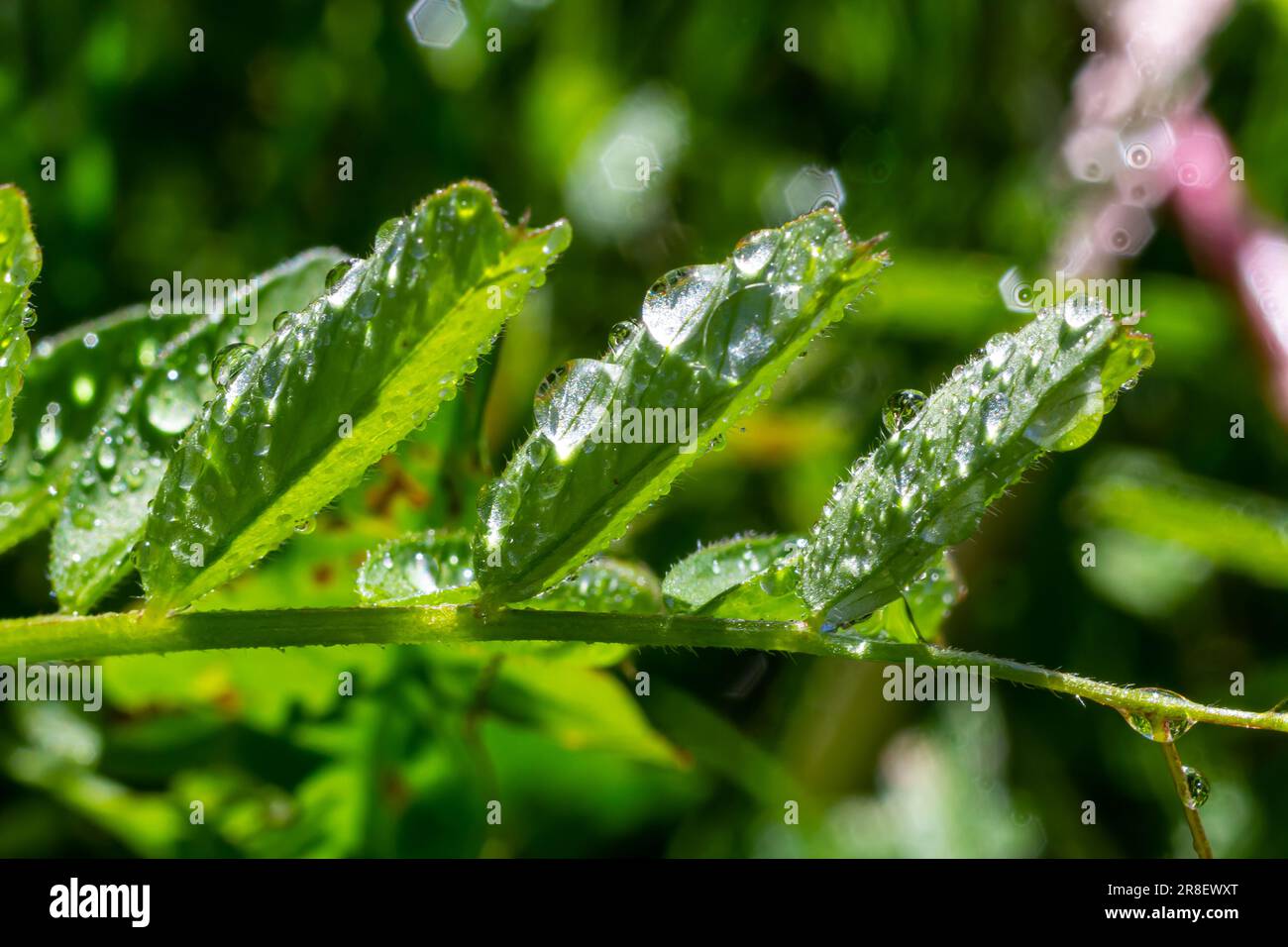Vicia sepium or bush vetch is a plant species of the genus Vicia. Bush ...