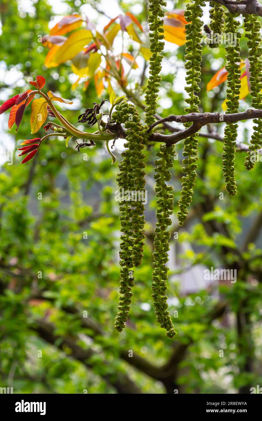 Walnut twig in spring, Walnut tree leaves and catkins close up. Walnut ...