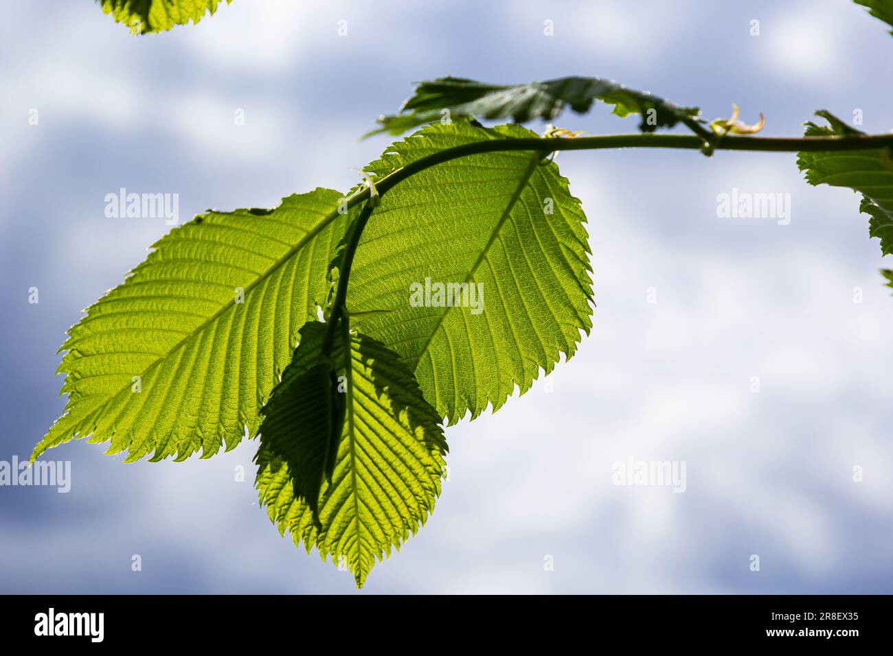 Hornbeam leaf in the sun. Hornbeam tree branch with fresh green leaves ...