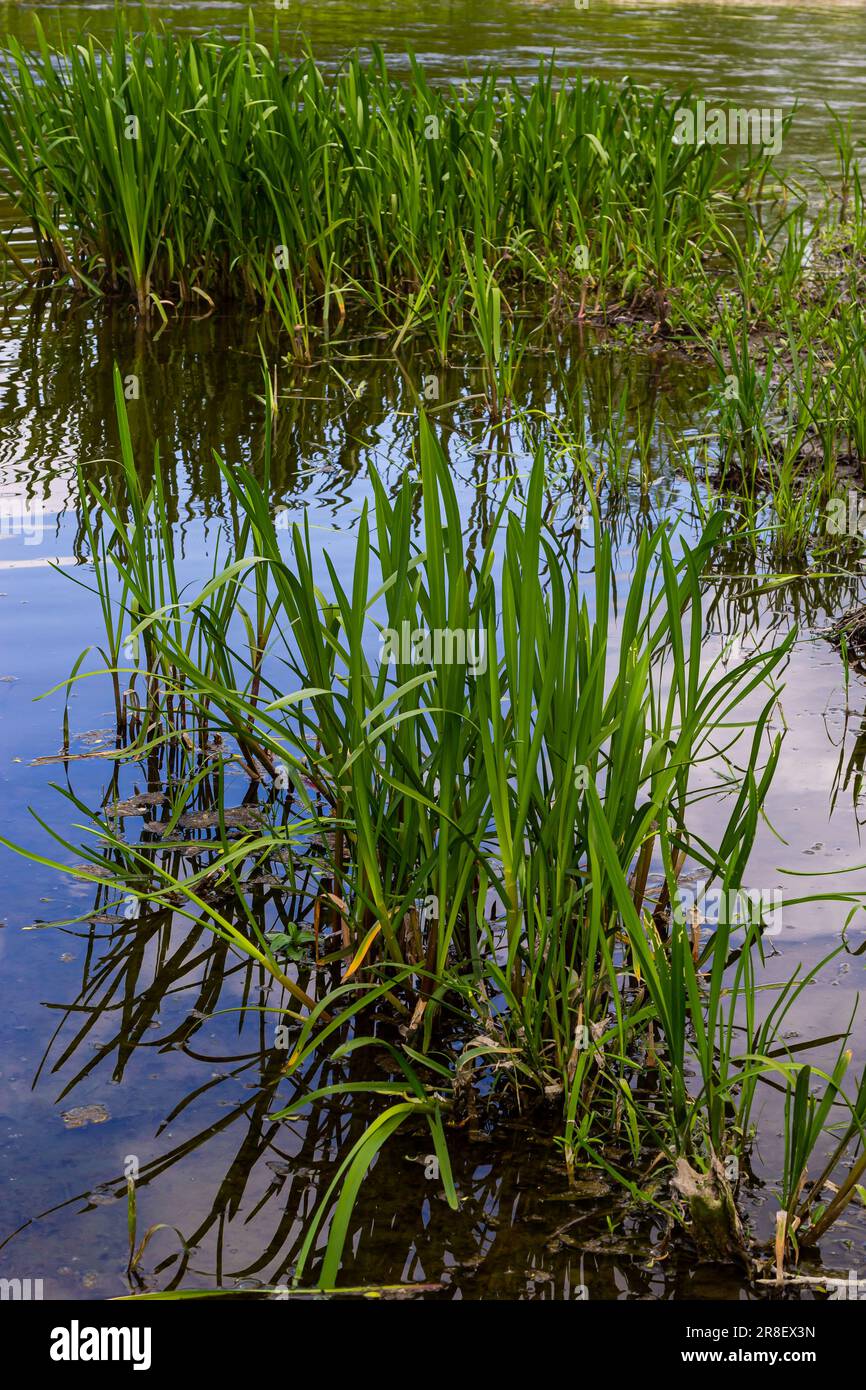 Bulrush flower hi-res stock photography and images - Alamy