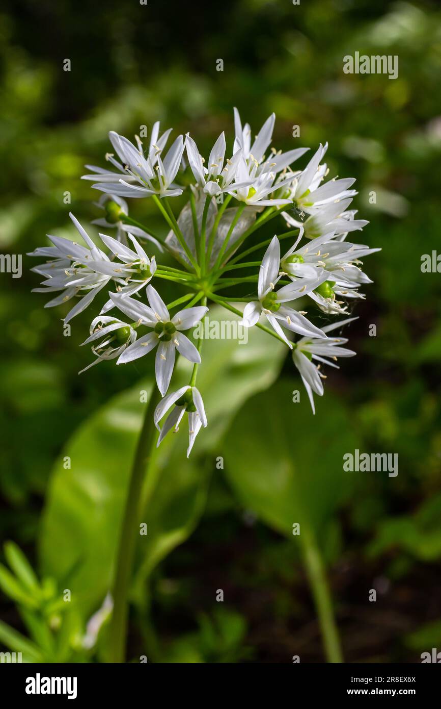 Beautiful blooming white flowers of ramson - wild garlic Allium ursinum ...