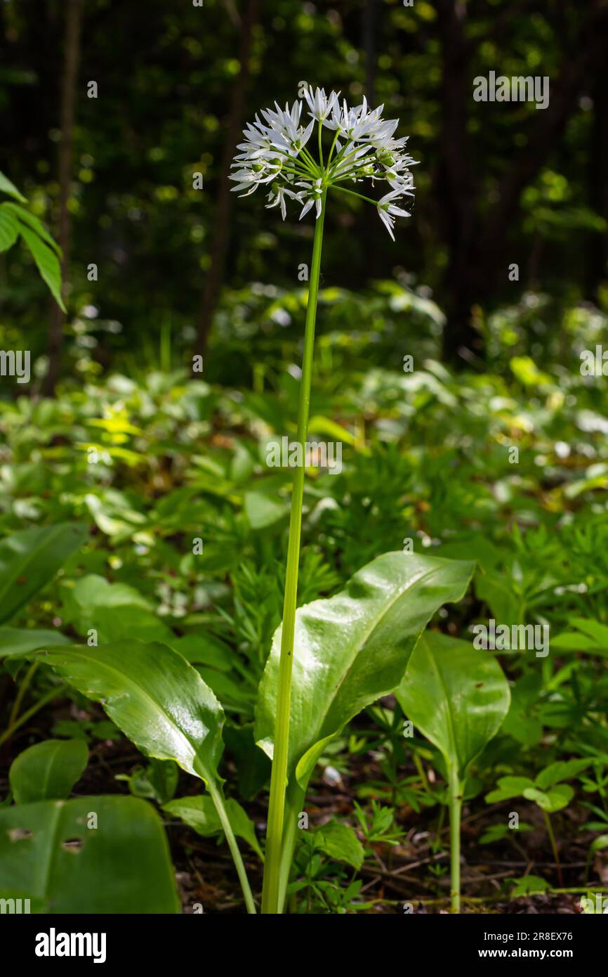 Beautiful blooming white flowers of ramson - wild garlic Allium ursinum ...